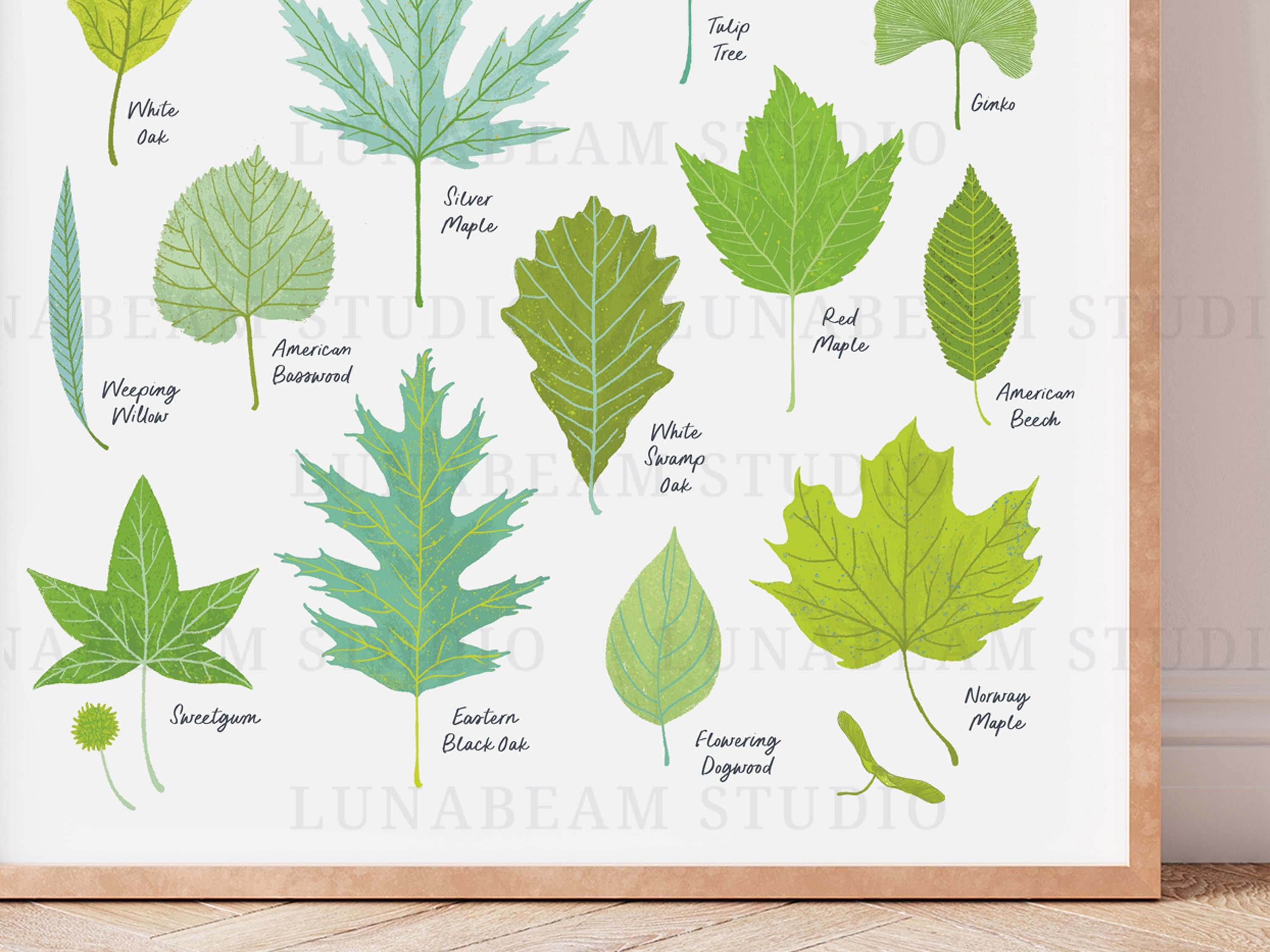 North American Tree Leaves Oak Leaves Poster | Homeschool Resources