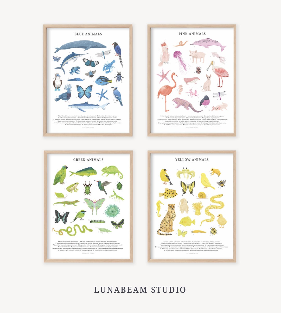 Animal Scientific Illustration Set of Four - Nursery Decor, Playroom ...