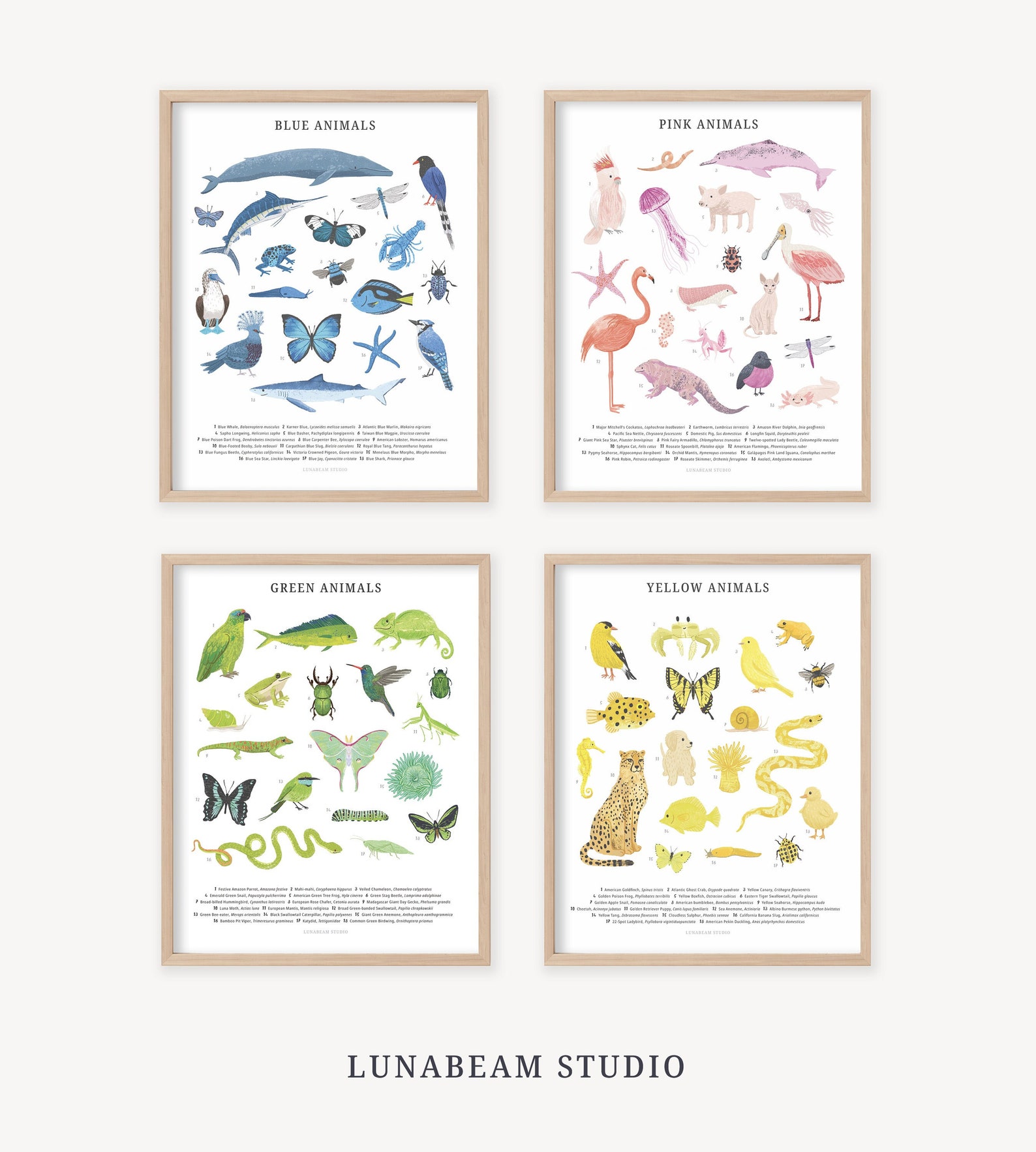 Animal Scientific Illustration Set of Four Nursery Decor - Etsy