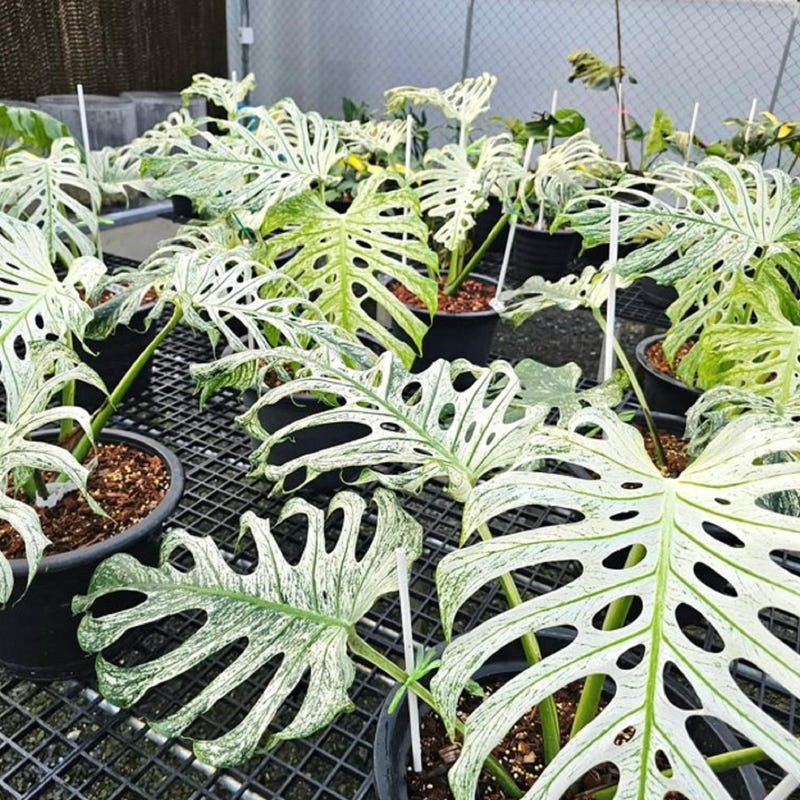 Variegated Monstera - Etsy