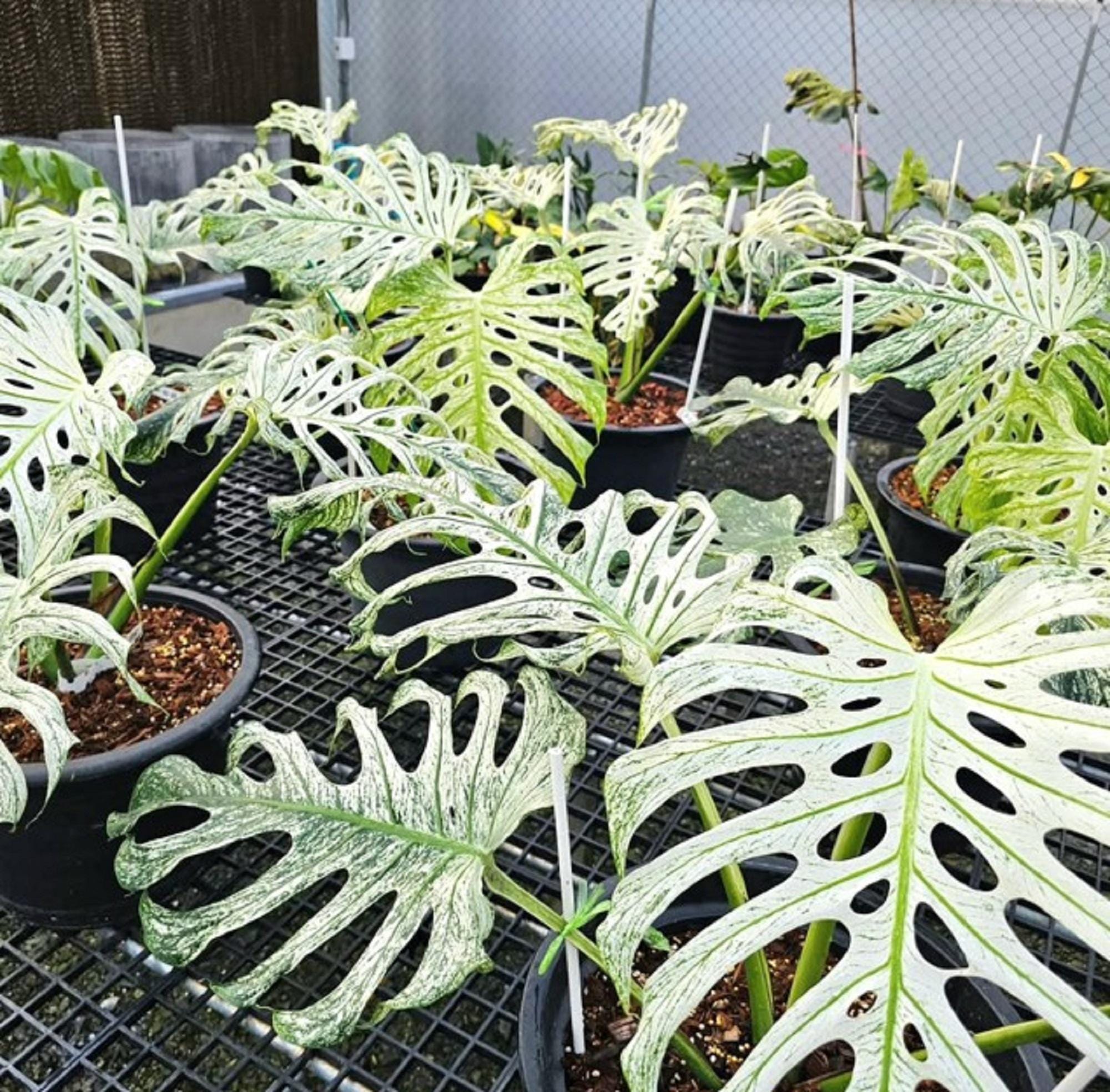 Monstera mint variegated - Etsy 日本 Monstera mint variegated - Etsy 日本