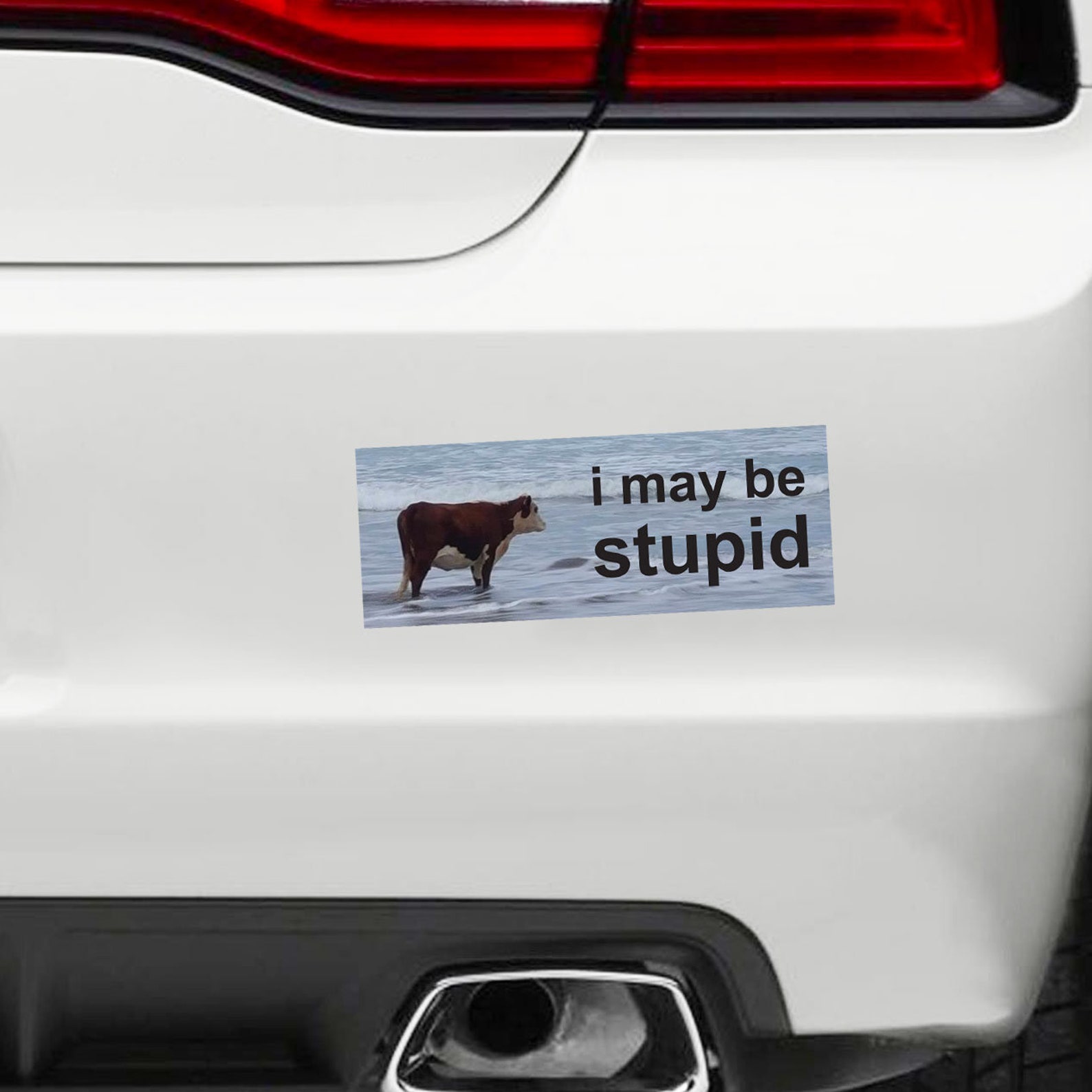 I May Be Stupid Bumper Sticker Meme Sticker Water Resistant Vinyl ...