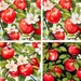 Apple Seamless Pattern Fruits Digital Paper, Apple Background, Digital ...