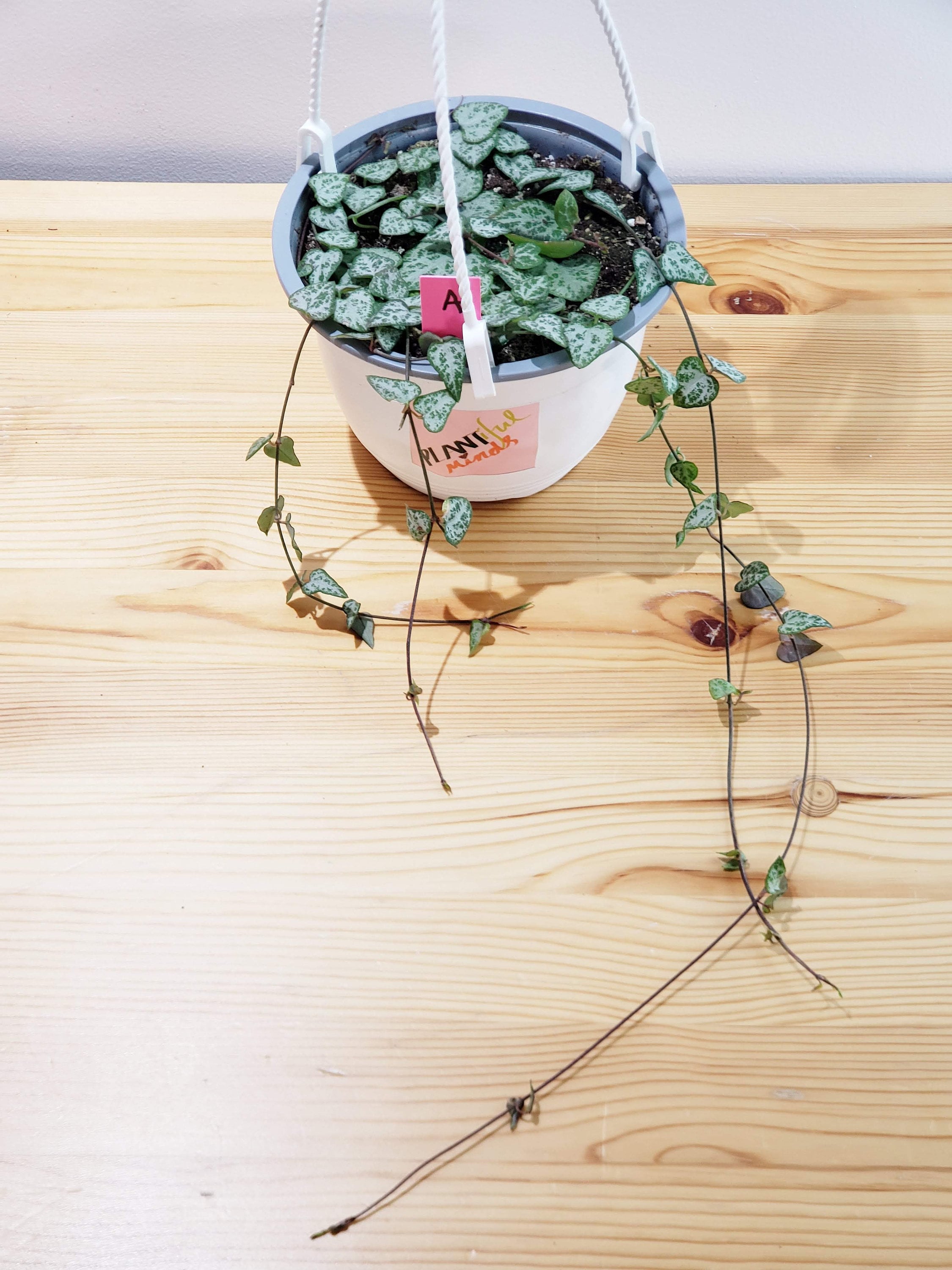 String of spades flowers - mumugeo