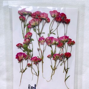 12pcs Pressed Dried Mini Rose Buds With Stems,ready to Ship, Pressed ...