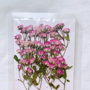 12pcs Pressed Dried Mini Rose Buds With Stems,ready to Ship, Pressed ...