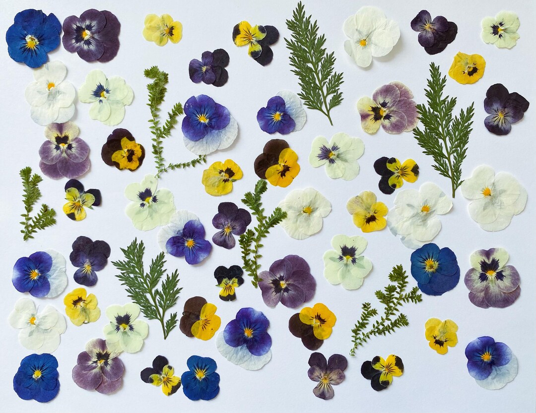 Natural Edible Pressed Dried Pansy Flower,food-safe Pressed Flowers ...