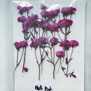 12pcs Pressed Dried Mini Rose Buds With Stems,ready to Ship, Pressed ...