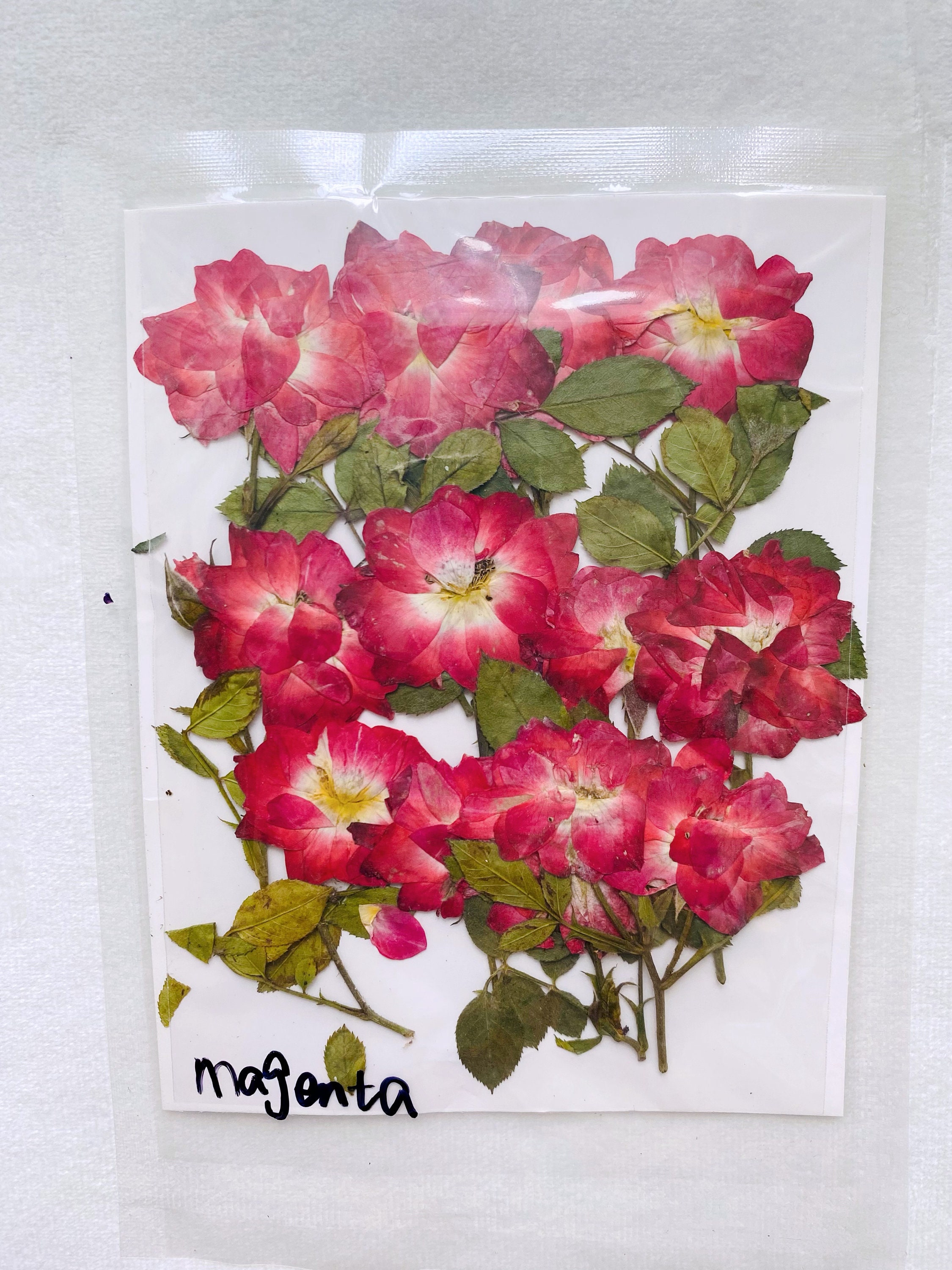 12pcs Pressed Dried Birth Month June Rose With Branches for Resin,ready ...