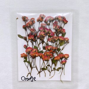 12pcs Pressed Dried Mini Rose Buds With Stems,ready to Ship, Pressed ...