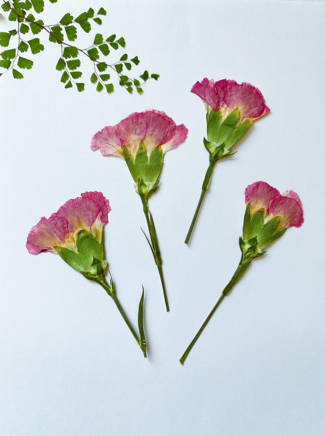 12 Months Pressed Birth Flowers for Resin,ready to Ship,jewelry Diy ...