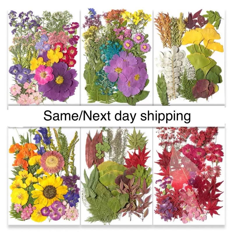 Dried Flower and Frame - Etsy