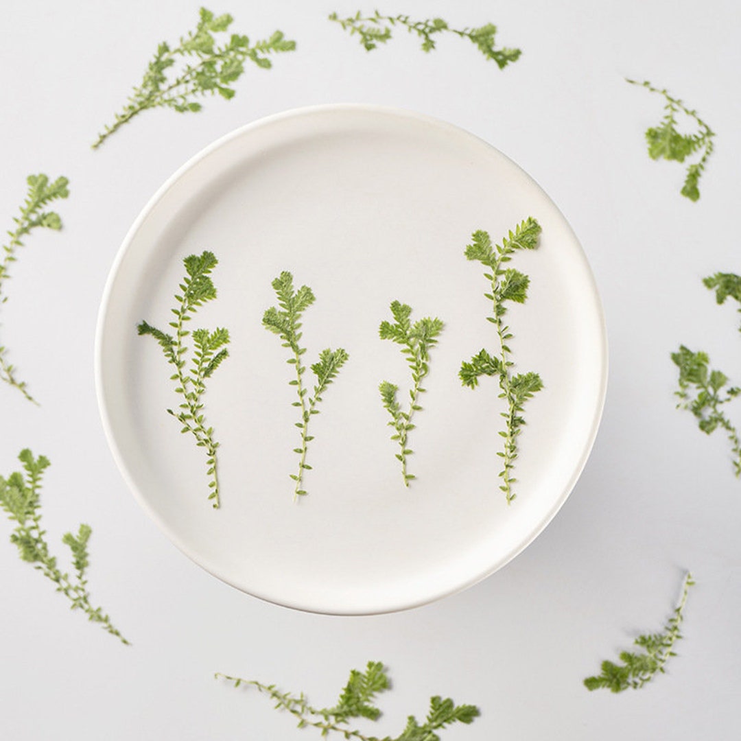 Pressed Dried Peacock Fern for Resin, Ready to Ship,jewelry Diy,resin ...