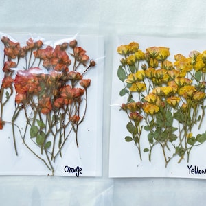 12pcs Pressed Dried Mini Rose Buds With Stems,ready to Ship, Pressed ...