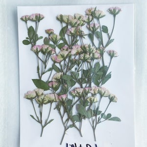 12pcs Pressed Dried Mini Rose Buds With Stems,ready to Ship, Pressed ...
