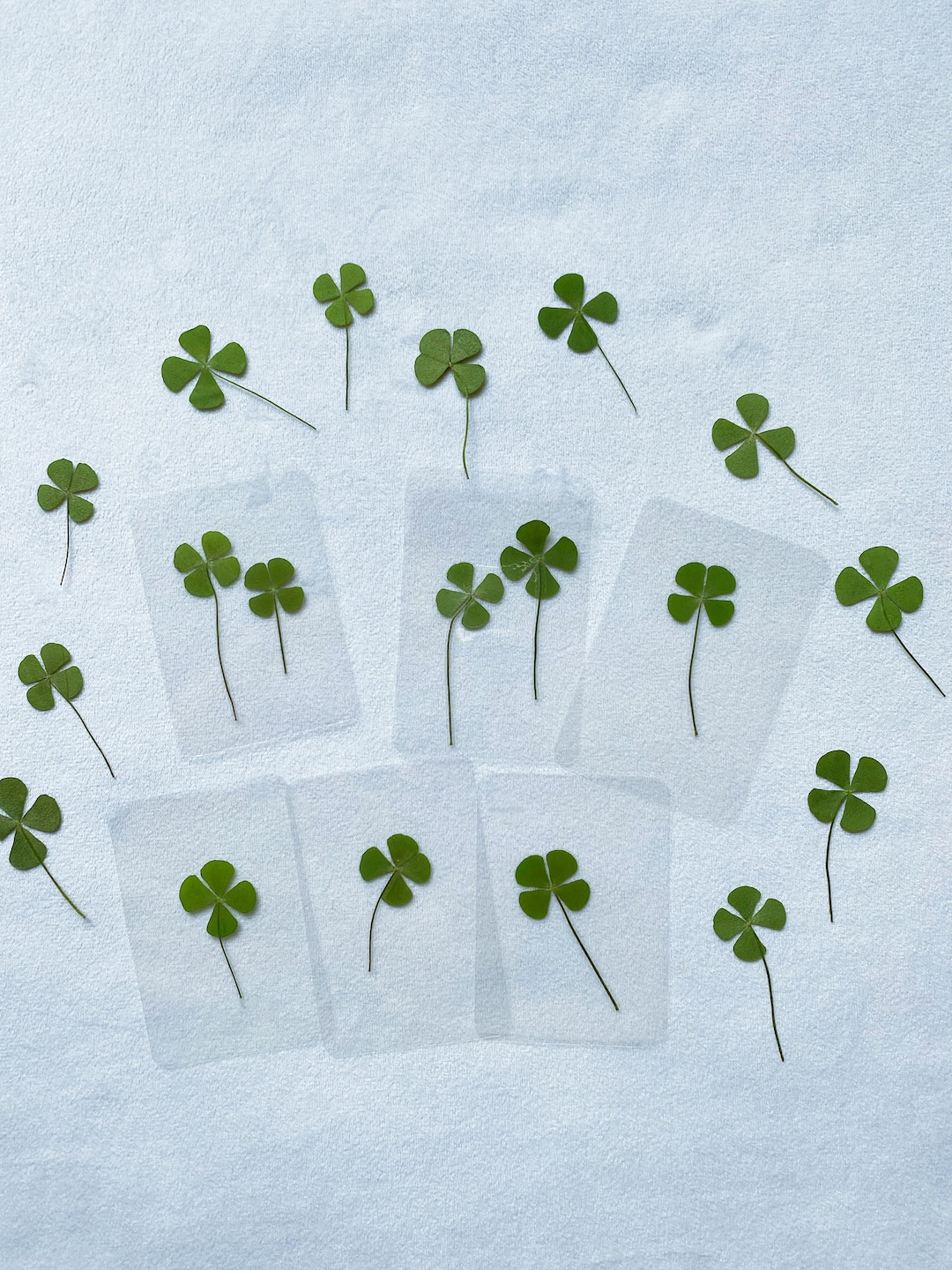 Real Four Leaf Clover Lucky Charm,laminated,dried Bookmark,lucky ...