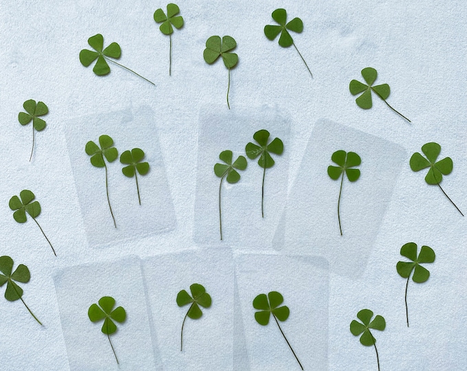REAL Pressed Lucky 4 Leaf Clover Framed Signed Original Dried Shamrock ...