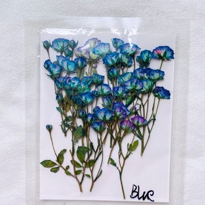 12pcs Pressed Dried Mini Rose Buds With Stems,ready to Ship, Pressed ...