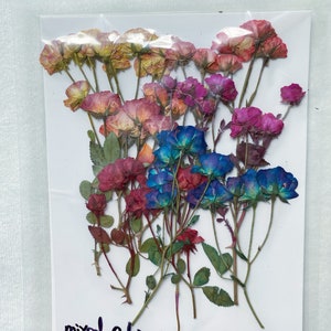 12pcs Pressed Dried Mini Rose Buds With Stems,ready to Ship, Pressed ...