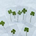 Real Four Leaf Clover Lucky Charm,laminated,dried Bookmark,lucky ...