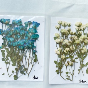 12pcs Pressed Dried Mini Rose Buds With Stems,ready to Ship, Pressed ...