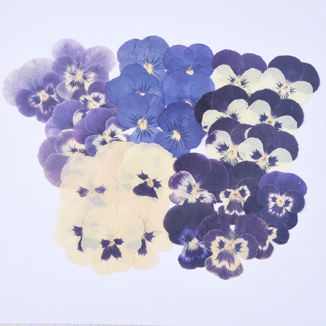 12pcs Natural Pressed Dried Pansy Flowers for Resinjewelry - Etsy