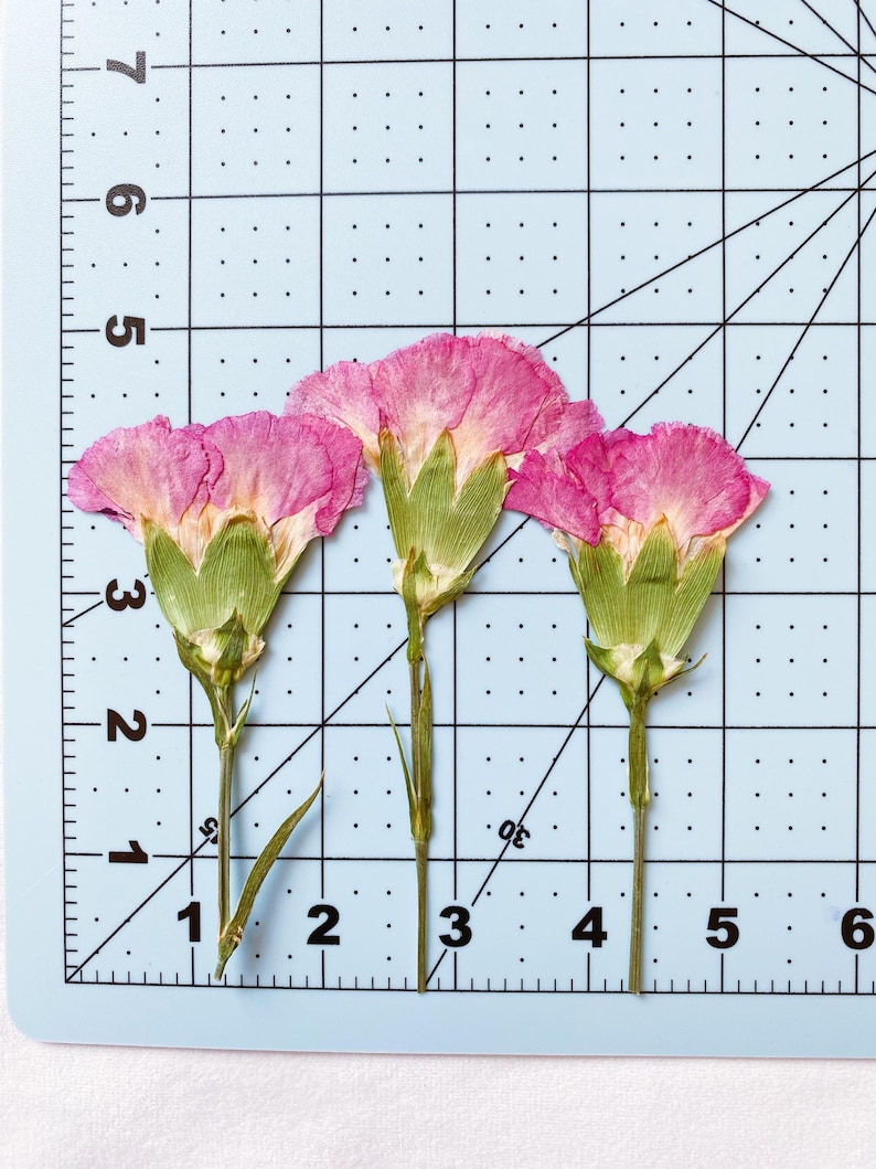 Natural Edible Pressed Dried Pink Carnation,food-safe Pressed Flower ...