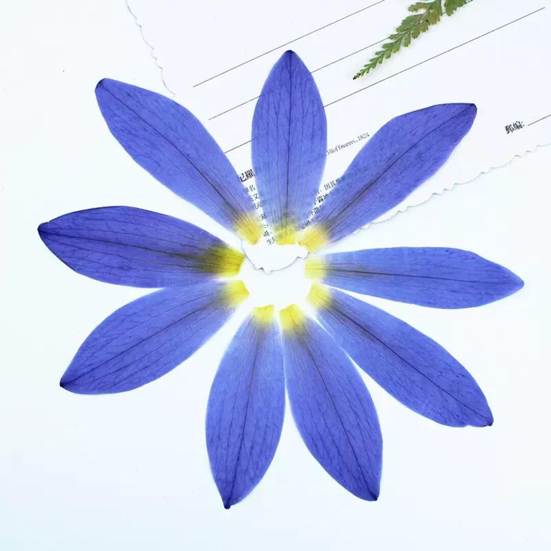 Natural Edible Pressed Dried Water Lily Petal,flower,food-safe Pressed ...