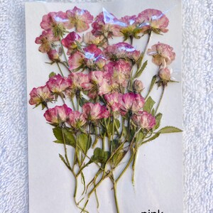 12pcs Pressed Dried Mini Rose Buds With Stemsready to Ship - Etsy