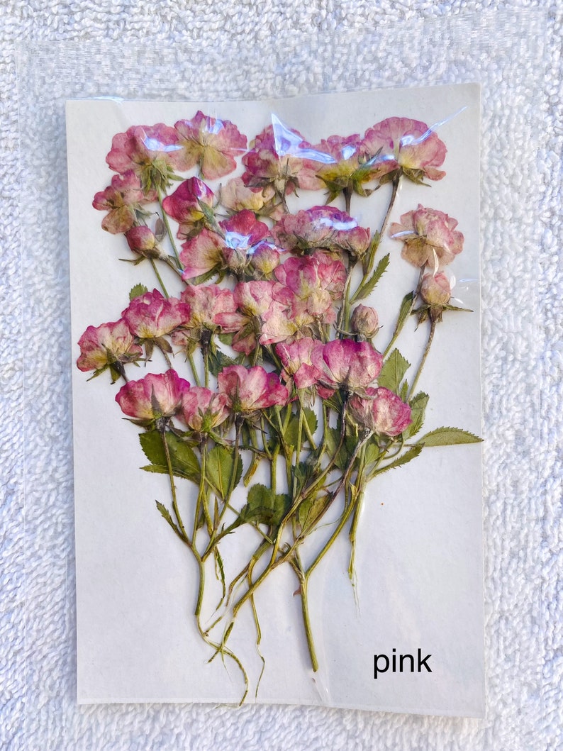 12pcs Pressed Dried Mini Rose Buds With Stemsready to Ship - Etsy