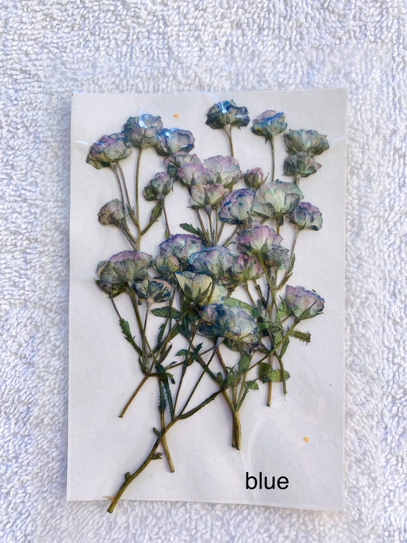 12pcs Pressed Dried Mini Rose Buds With Stemsready to Ship - Etsy