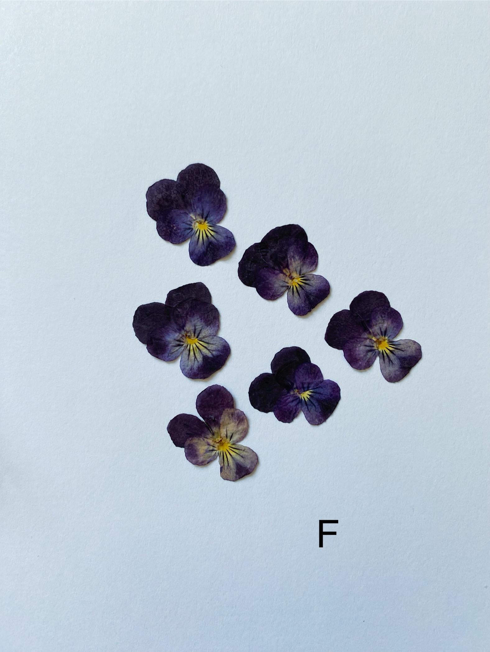 Natural Edible Pressed Dried Pansy Flower,food-safe Pressed Flowers ...
