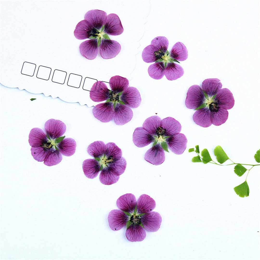 Pressed Dried Purple Hibiscus Flowers for Resin,ready to Ship,jewelry ...