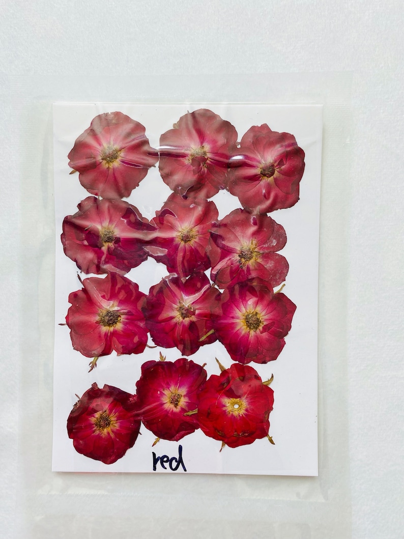 Natural Pressed Dried Birth Month June Rose for Resin,jewelry Diy,resin ...