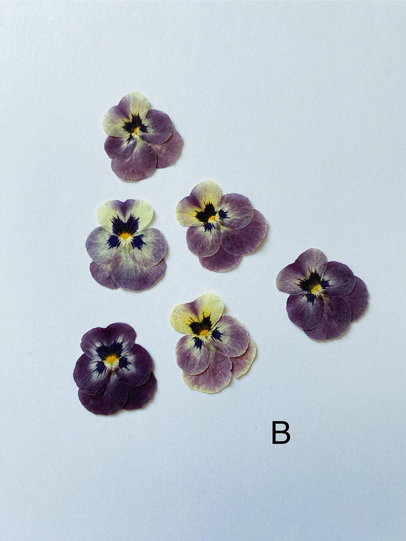 Natural Edible Pressed Dried Pansy Flower,food-safe Pressed Flowers ...