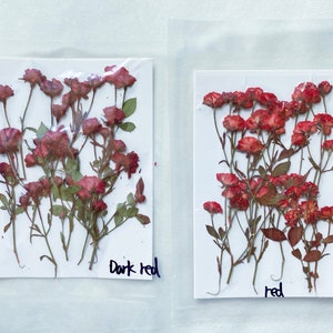 12pcs Pressed Dried Mini Rose Buds With Stems,ready to Ship, Pressed ...