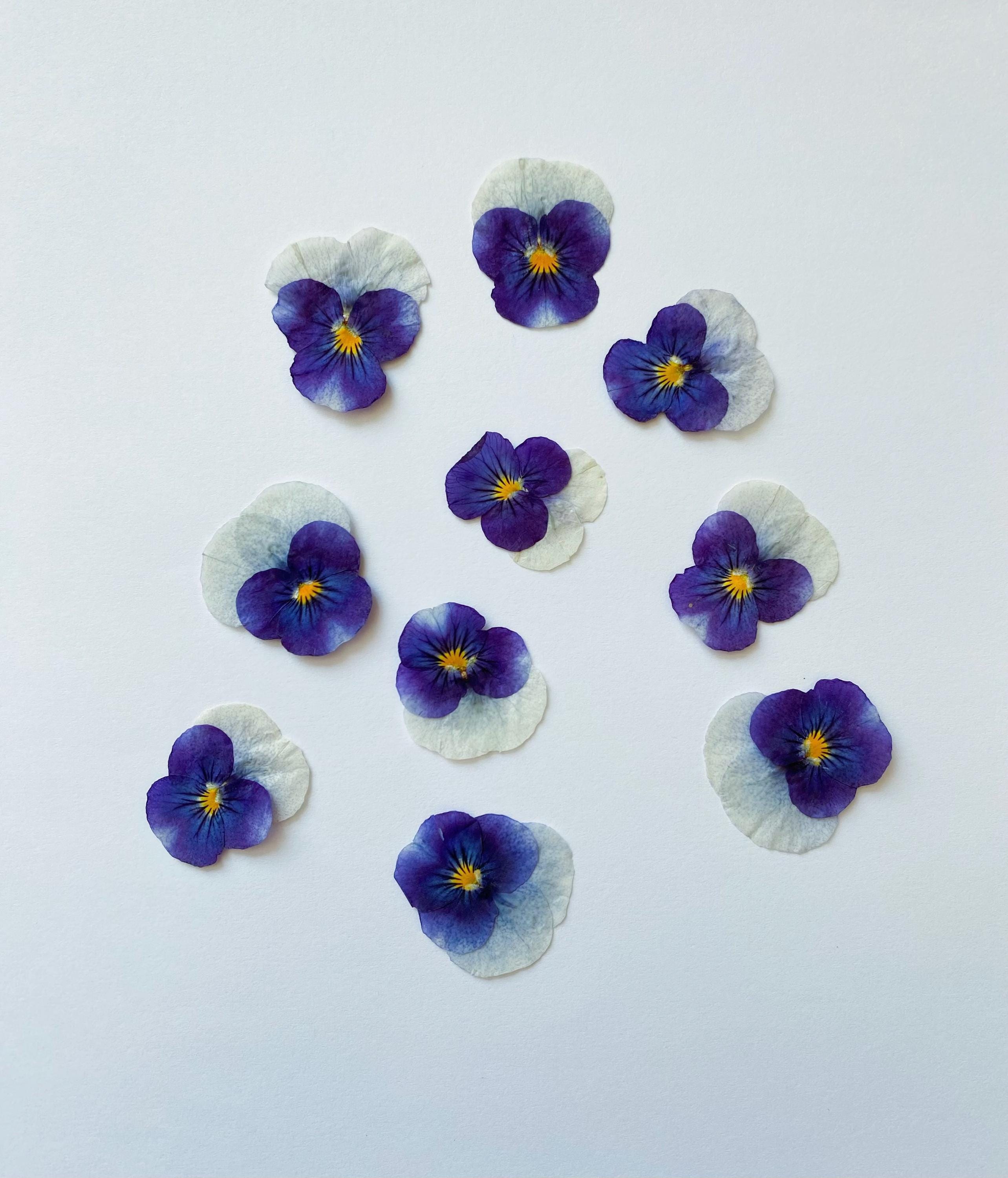 Birth Month-february Violet Flowers,jewelry Diy,resin Supply,card ...