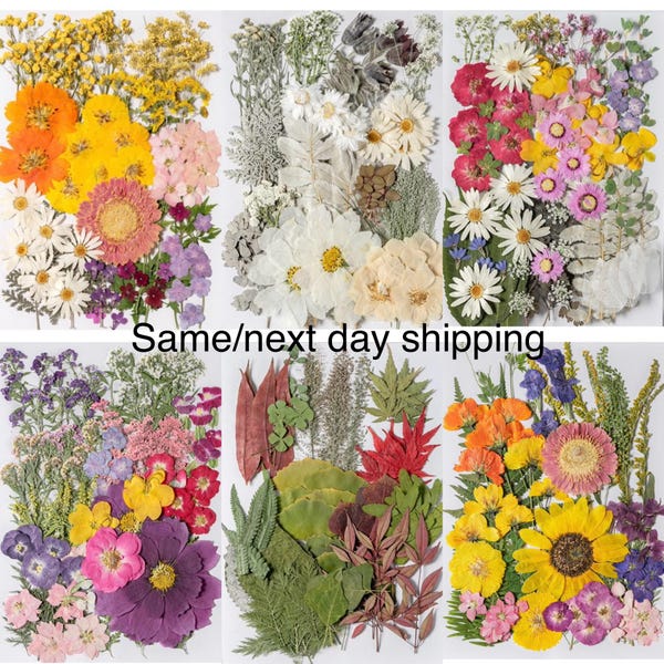 Pressed Daisy in a Frame - Etsy