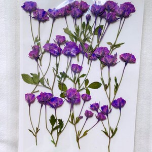 12pcs Pressed Dried Mini Rose Buds With Stems,ready to Ship, Pressed ...