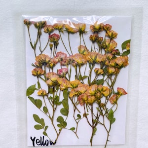 12pcs Pressed Dried Mini Rose Buds With Stems,ready to Ship, Pressed ...