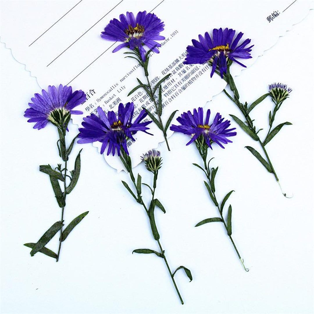 12pcs Natural Edible Pressed Dried Purple Aster,food-safe Pressed ...