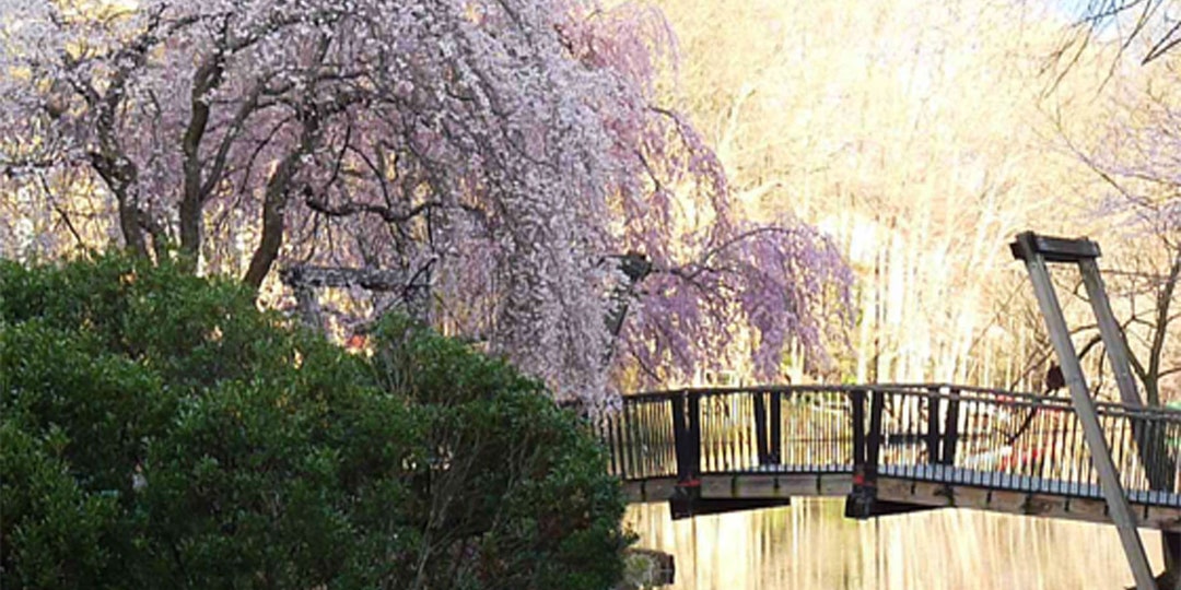 Van Gogh Bridge, Photography, Art Print, Cherry Blossom Tree - Etsy