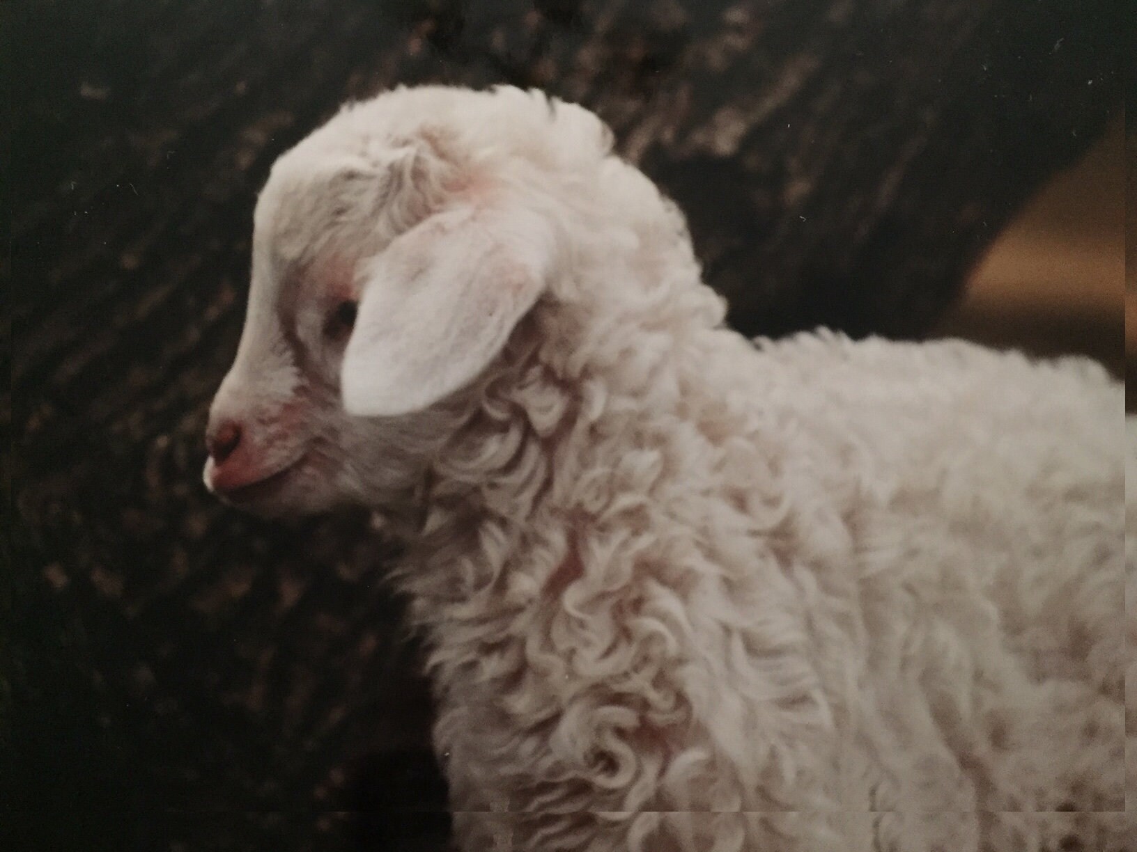 Kid Mohair Fleece Adorable Little Curls 1 Choice for - Etsy