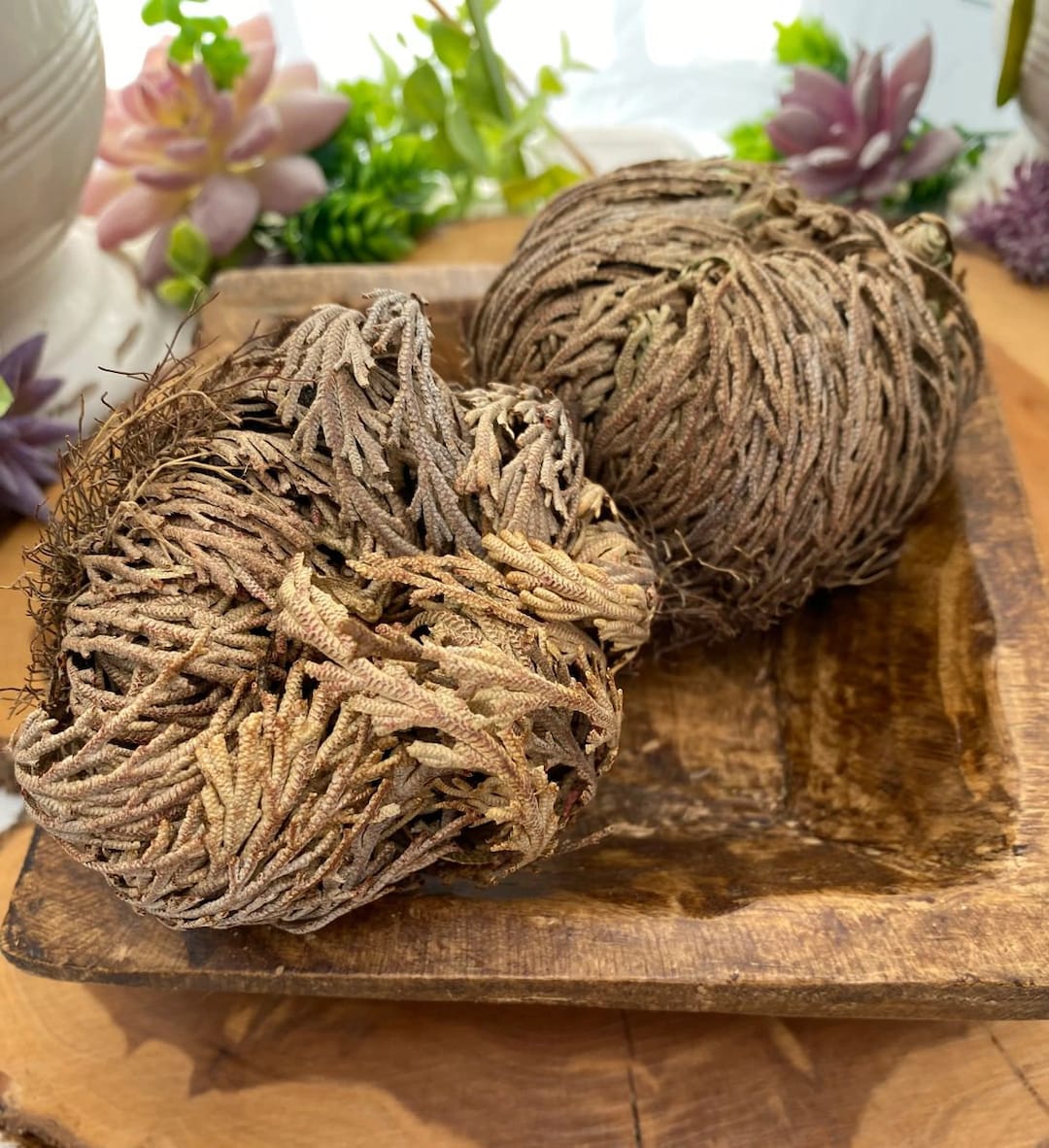 Decor - Jericho Rose, Resurrection Flower, Christian Decor, Christian ...