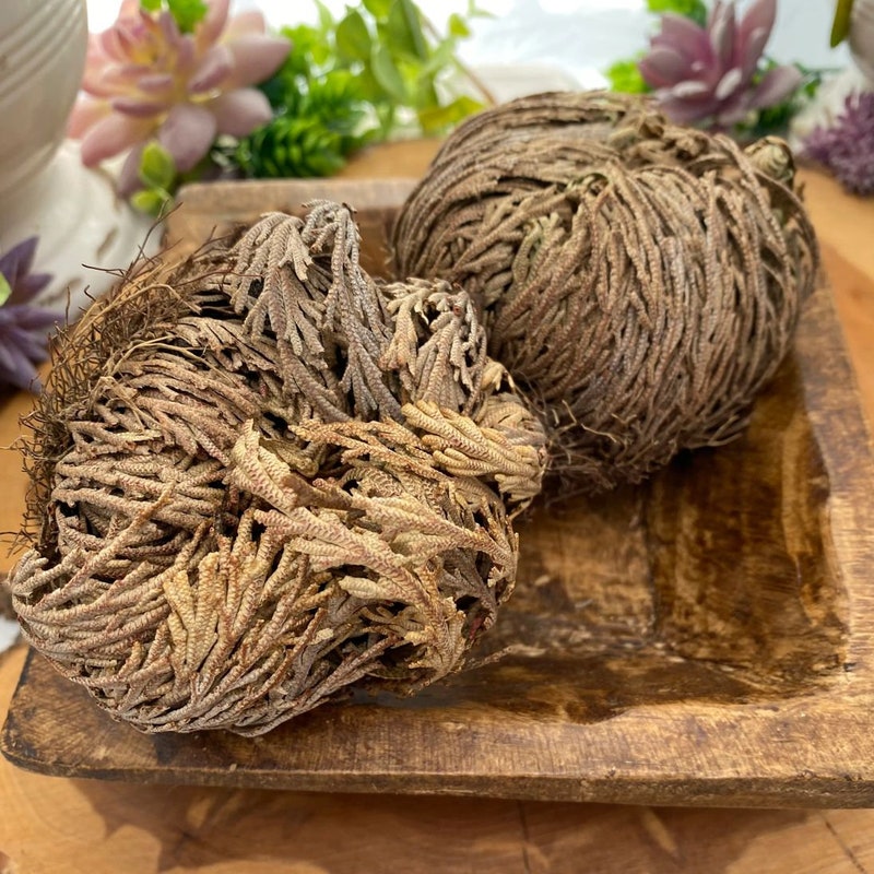 Rose of Jericho - Etsy