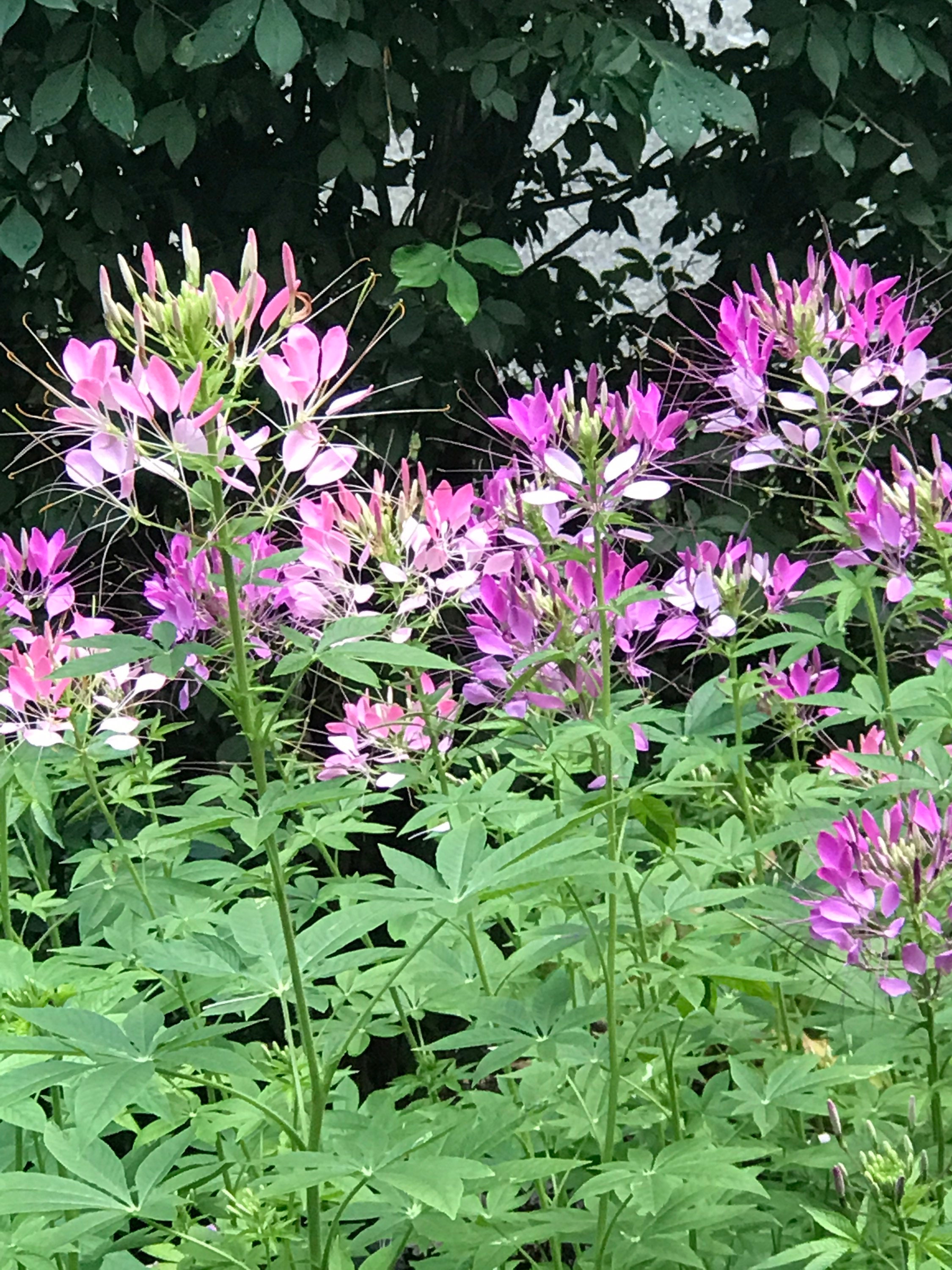 Seeds Cleome Spider Flower | Etsy