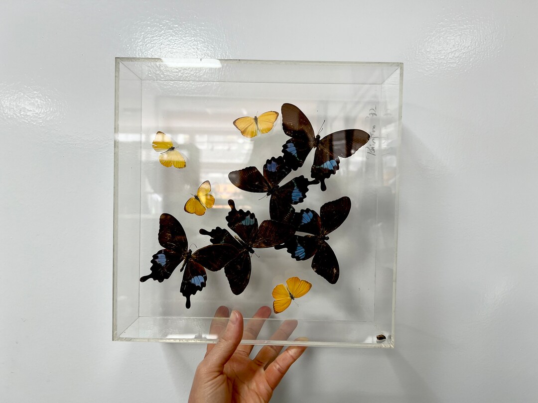 Vintage Butterflies Mounted in Plastic Case, Butterfly Display Box ...