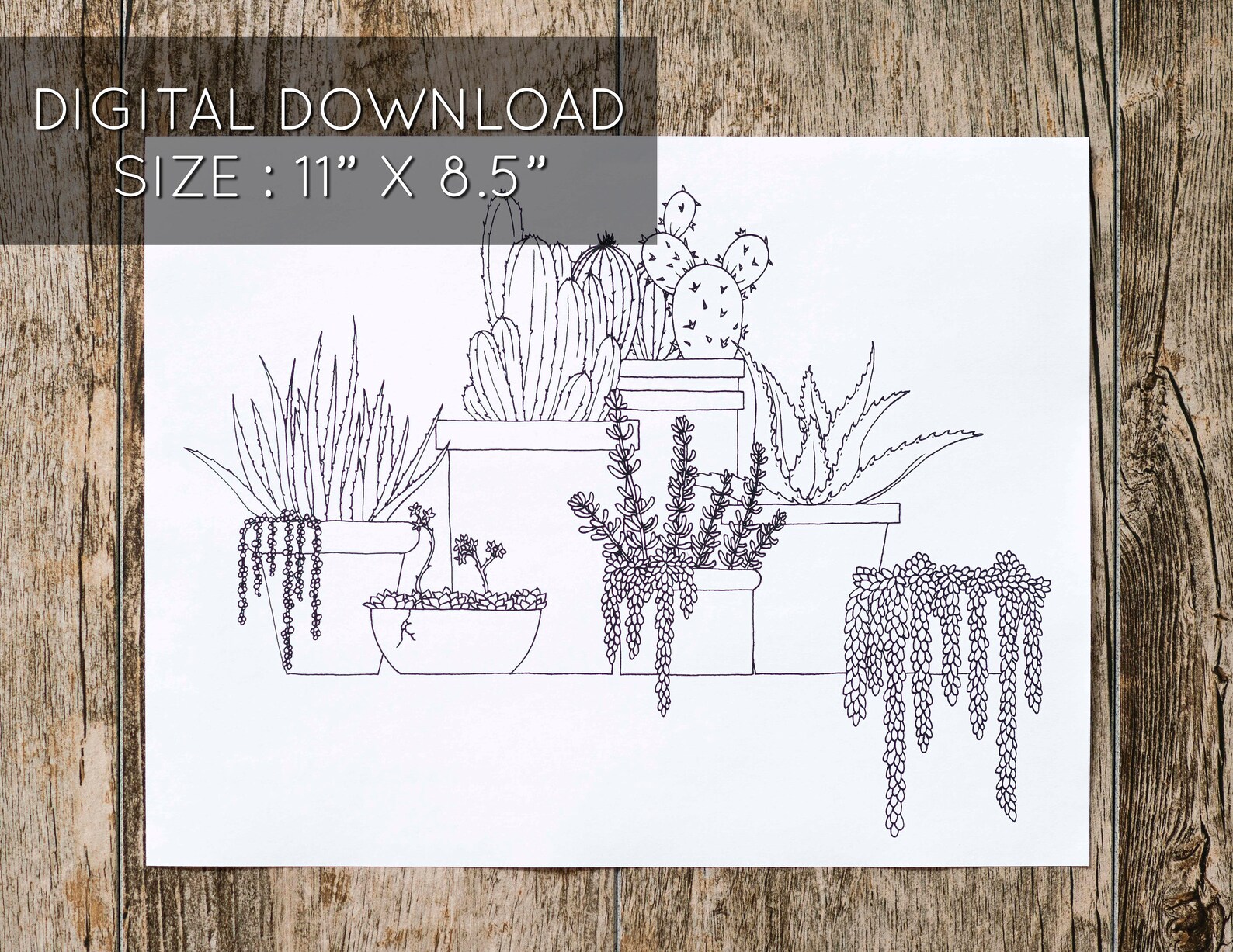 Succulents in Pots Coloring Page, Houseplant Coloring Page, Digital ...
