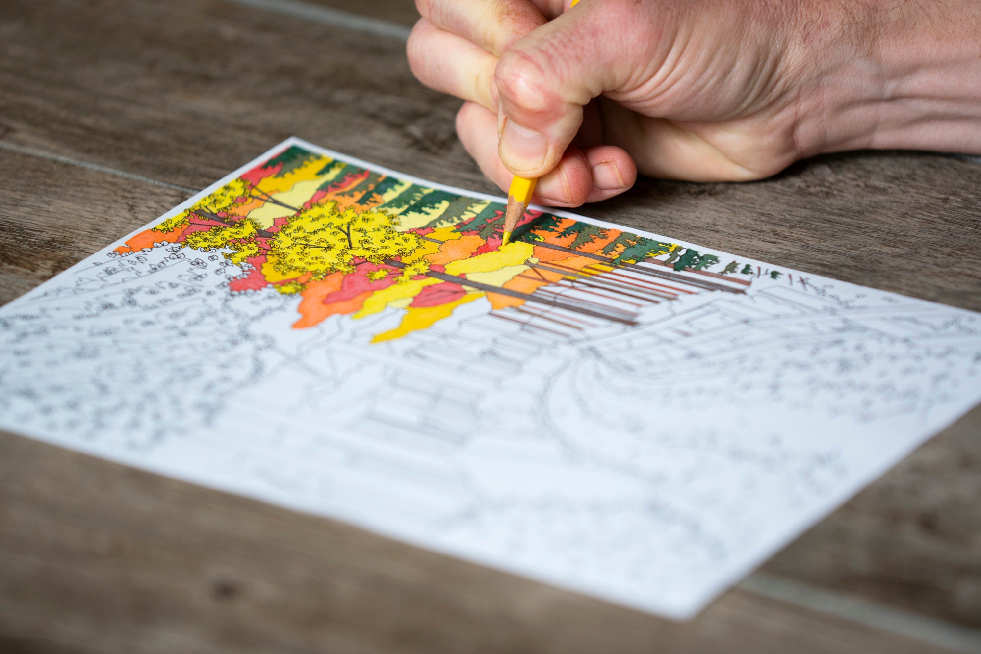 Pathway Through the Woods Adult Coloring Page, Forest Coloring Page ...