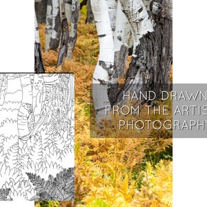 Aspen Trees and Ferns Adult Coloring Page, Colorado Coloring Pafe ...